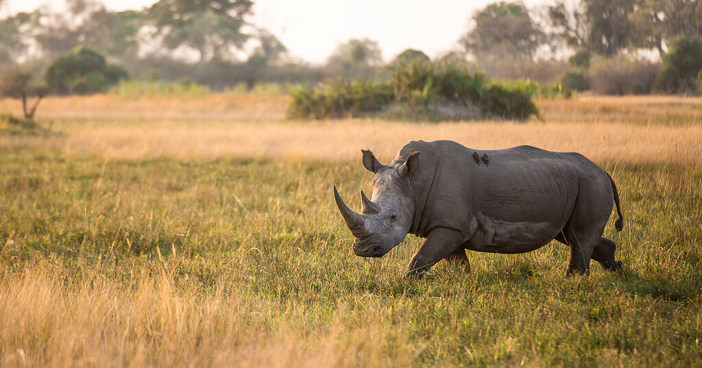 [suggestion] adding more land-based animals - I - Discussion - Age of ...