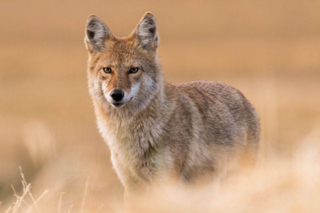 Coyotes Incorrectly Use Wolf Skin and PFP - III - Report a Bug - Age of ...