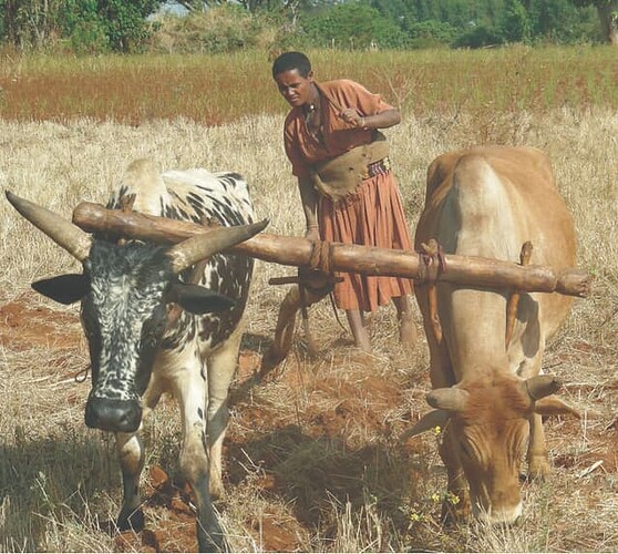 'Draft Oxen' of Ethiopia and Hausa should effectively unlock that unity ...