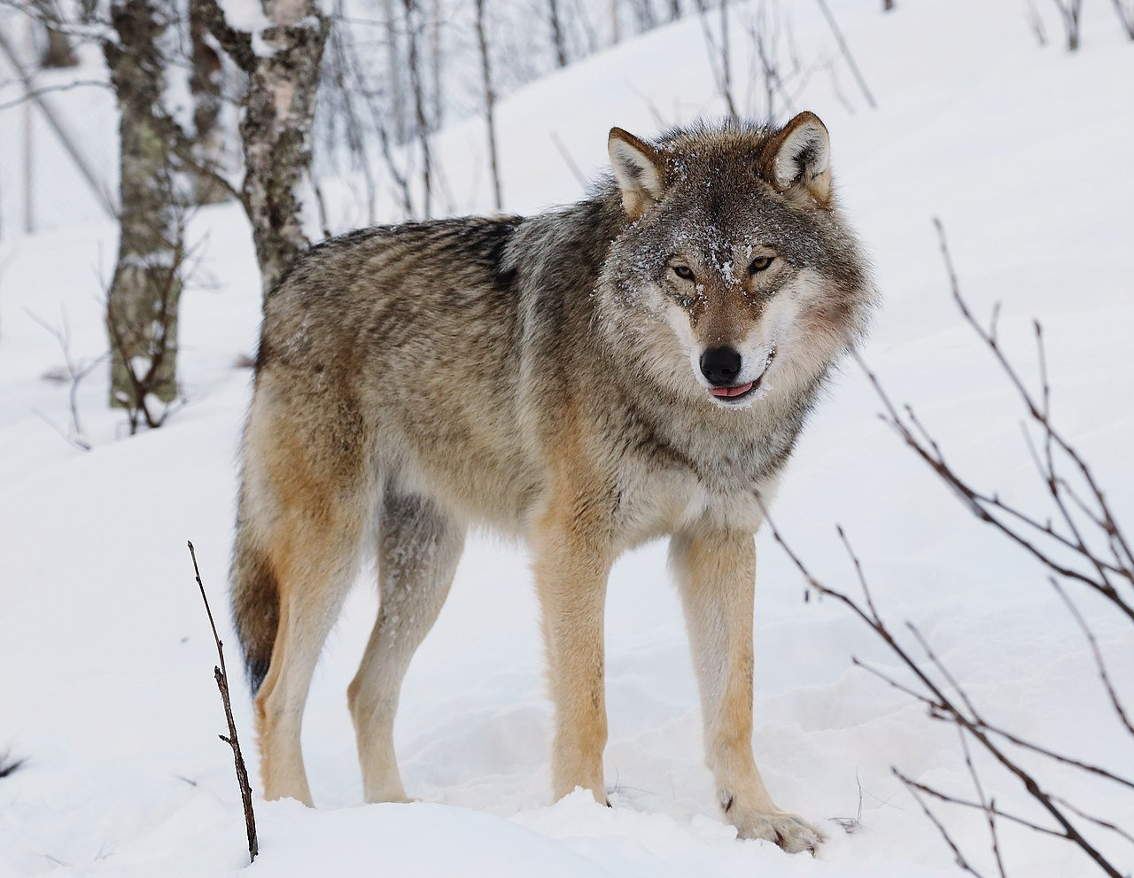 Coyotes Incorrectly Use Wolf Skin and PFP - III - Report a Bug - Age of ...